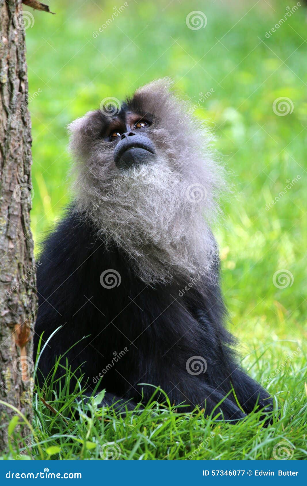Lion tailed monkey stock image. Image of black, monkey - 57346077