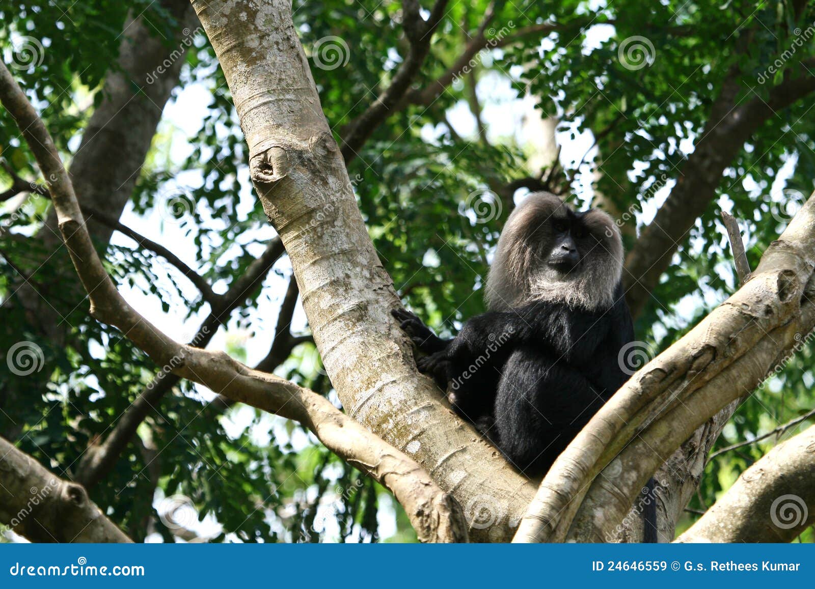 Lion-tailed Monkey on the Tree Stock Image - Image of looking, tree ...
