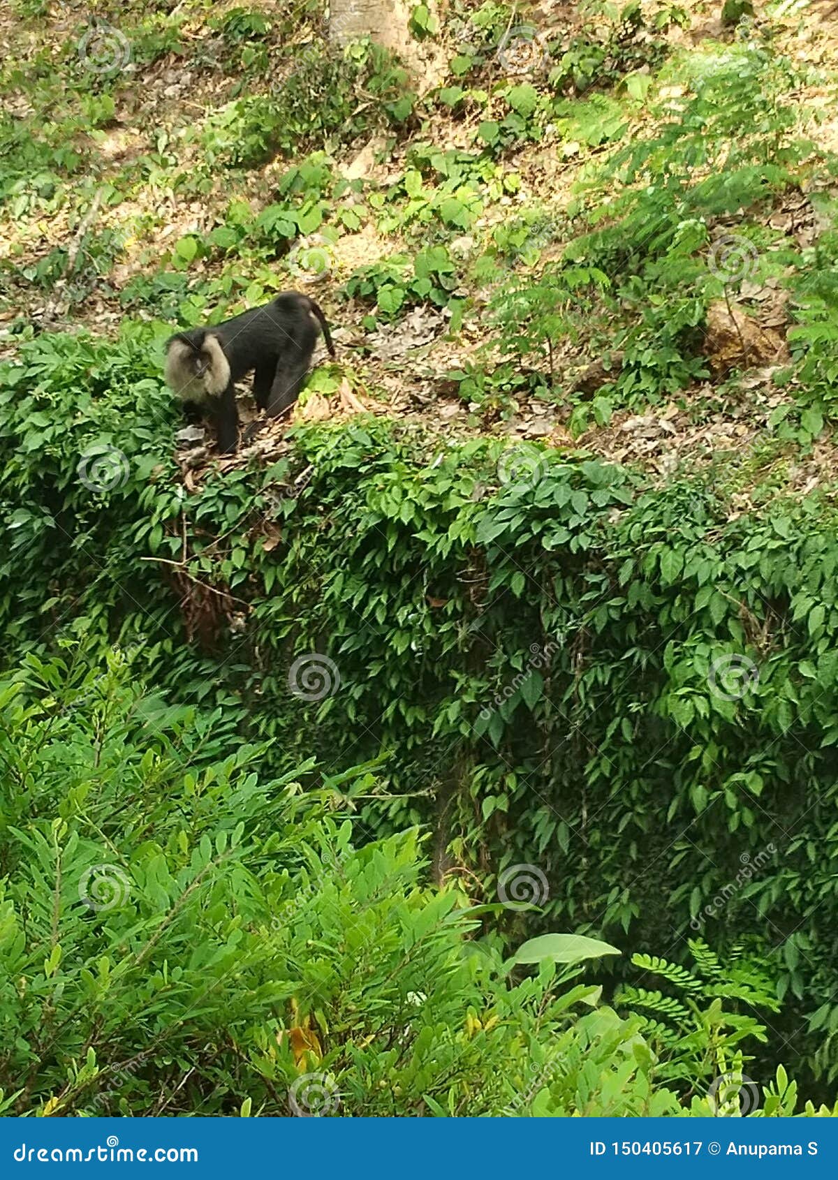 Lion taled monkey stock image. Image of greenery, lion - 150405617