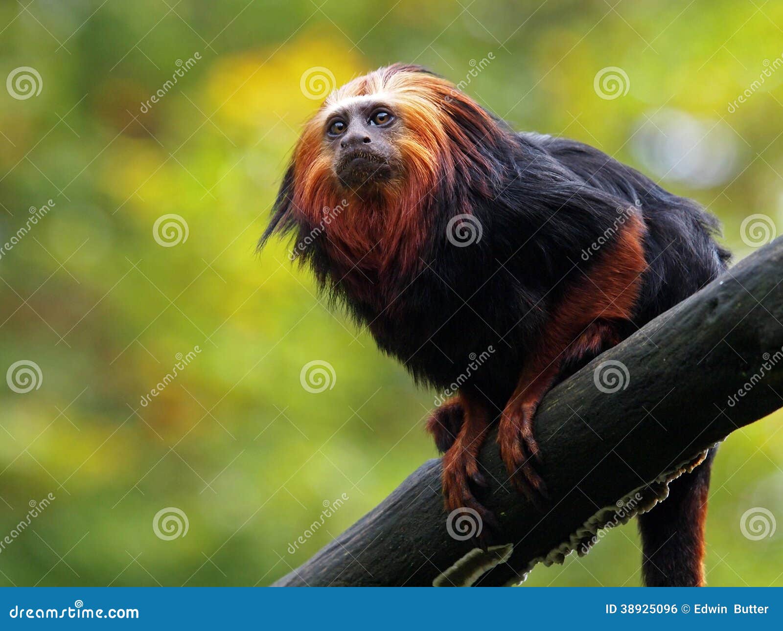 Lion Tamarin stock photo. Image of lion, background, portrait - 38925096