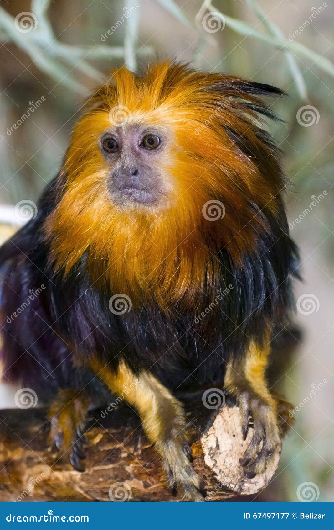 Lion-tamarin face stock image. Image of tamarin, chrysomelas - 67497177