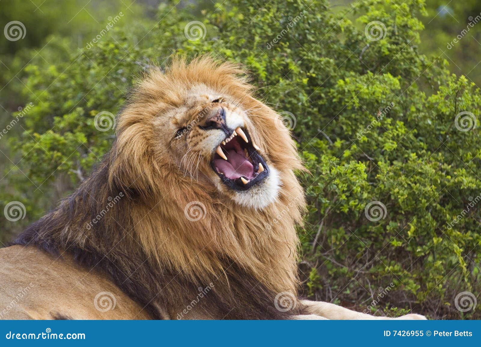 Lion Teeth stock image. Image of mammal, big5, snarl, mighty - 7426955