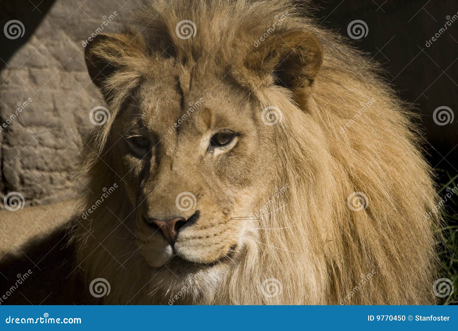 Lion Thinking stock photo. Image of name, thinking, panthera - 9770450