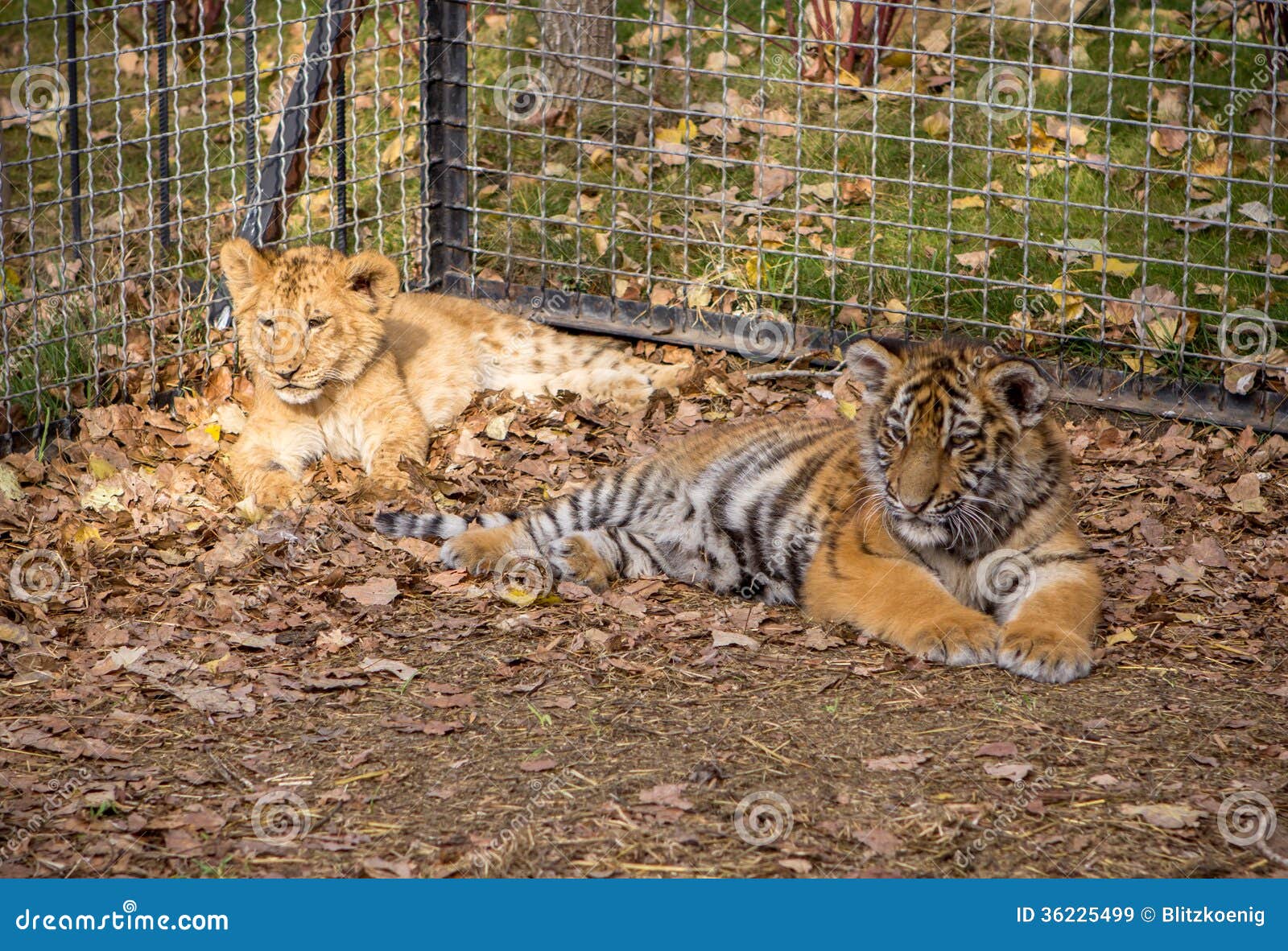 Lion and Tiger cub stock image. Image of dangerous, frightful - 36225499