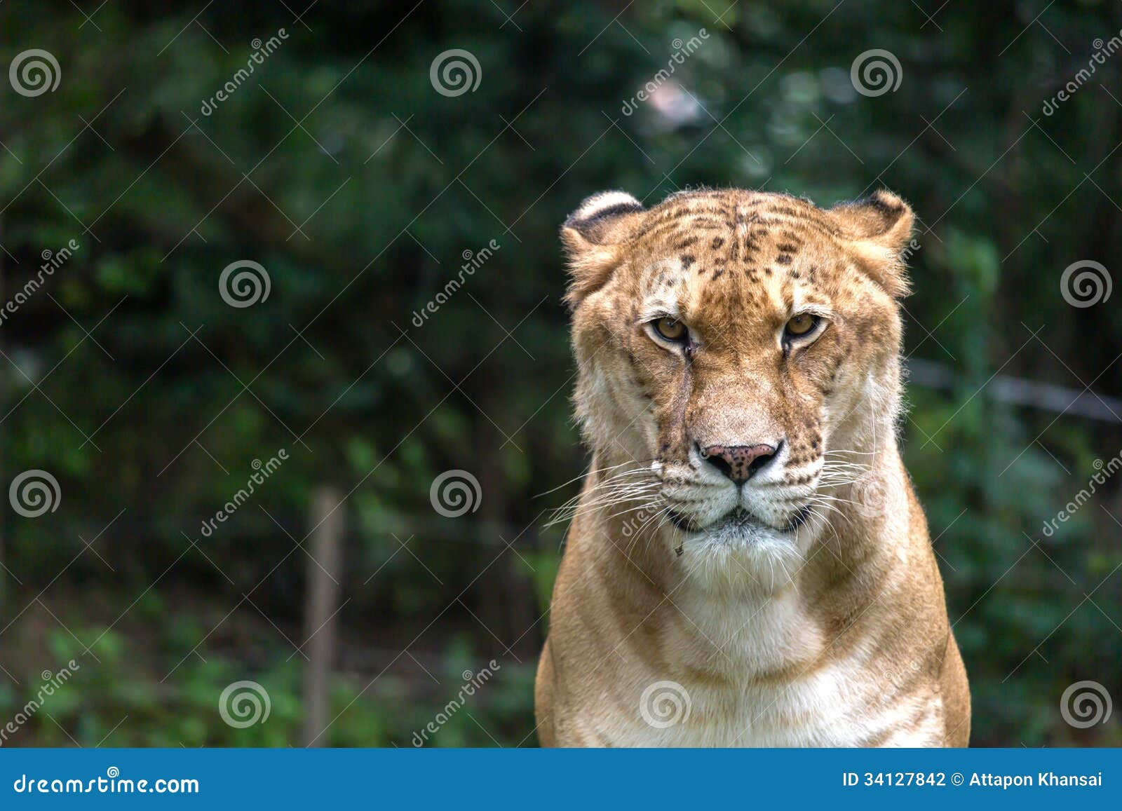 Lion and tiger mixed stock photo. Image of stripe, wildlife - 34127842
