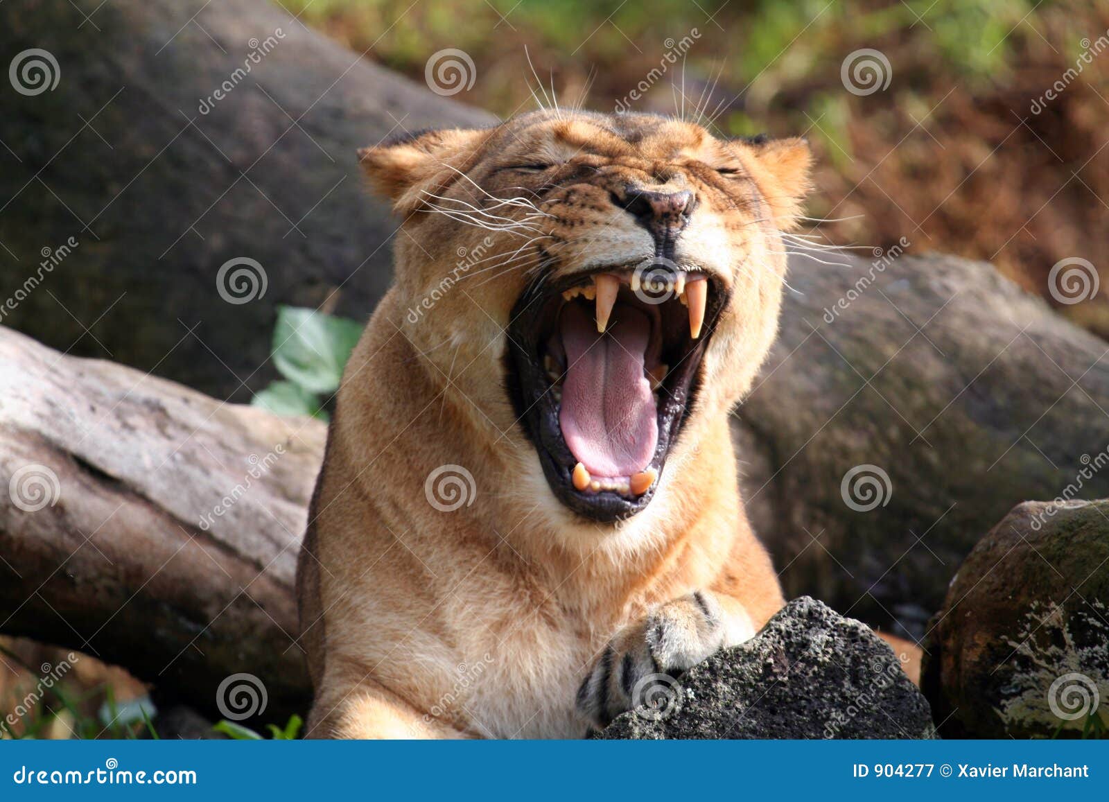 Lion Tooth Picture. Image: 904277