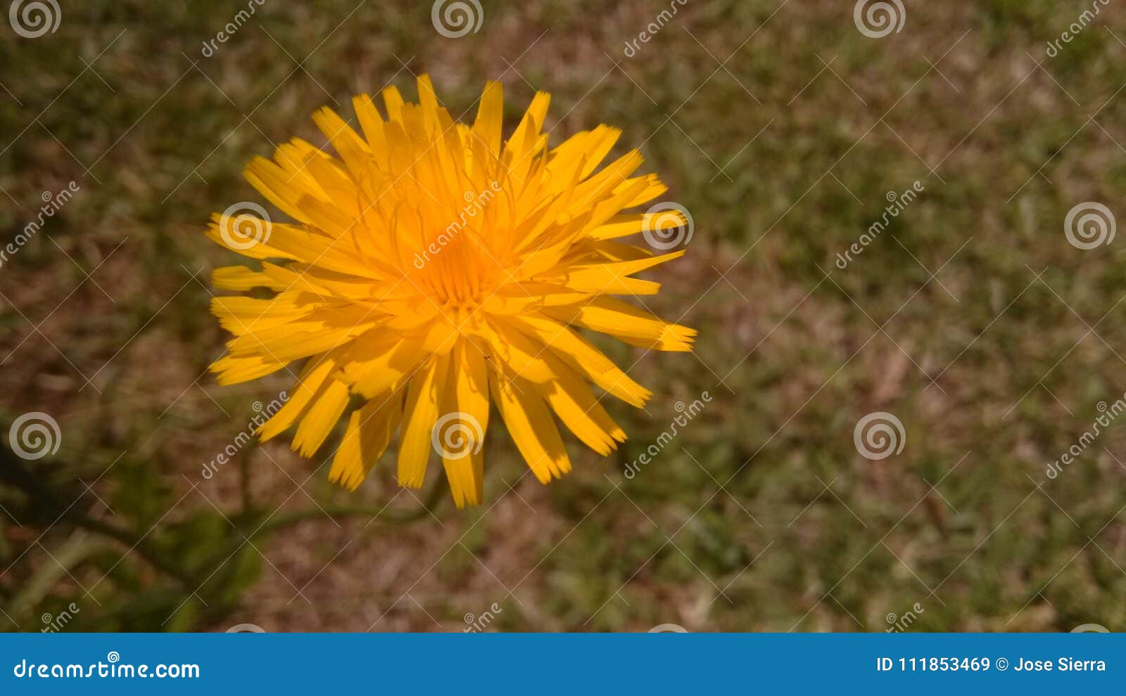 Lion tooth stock image. Image of lion, flower, diente - 111853469