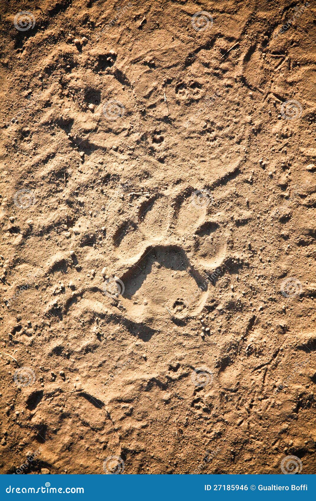 Lion trace stock photo. Image of trace, wildlife, zambia - 27185946