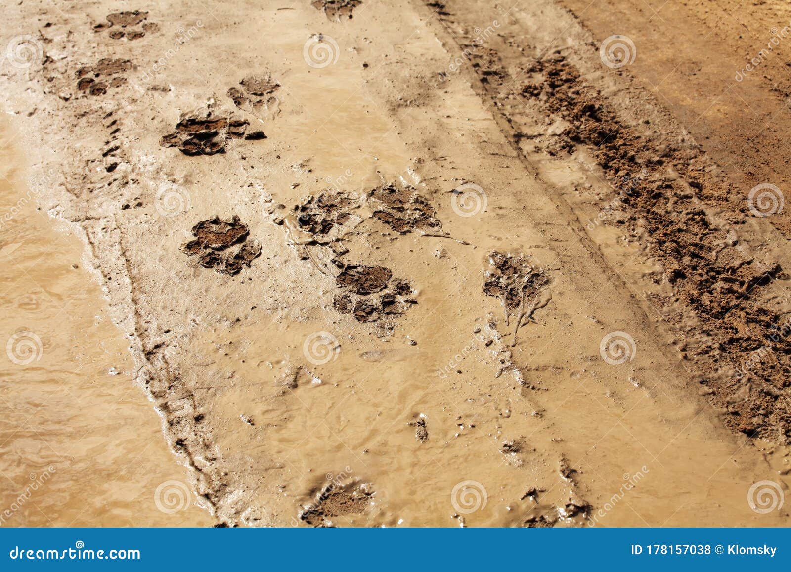 Lion Spoor In The Sands Of The Kalahari Desert. Stock Photo ...