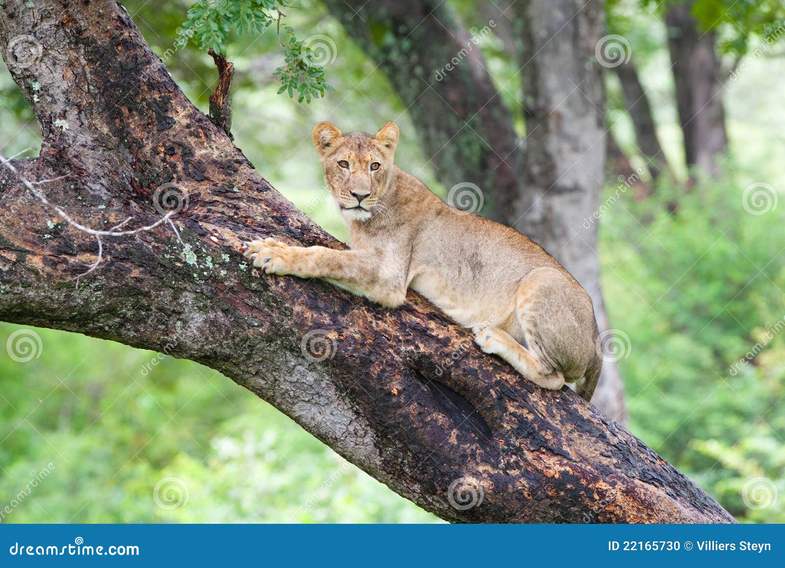 Lion in a tree stock photo. Image of claws, wilderness - 22165730