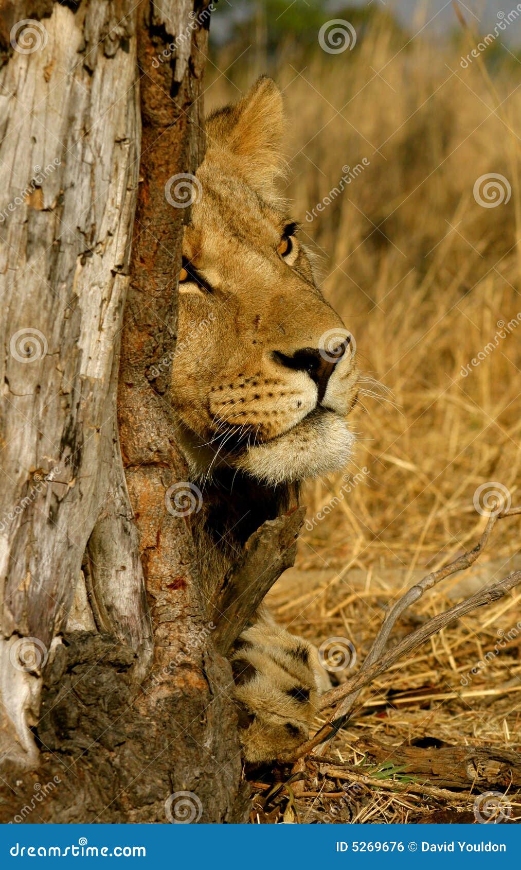 Lion in a tree stock photo. Image of predator, african - 5269676