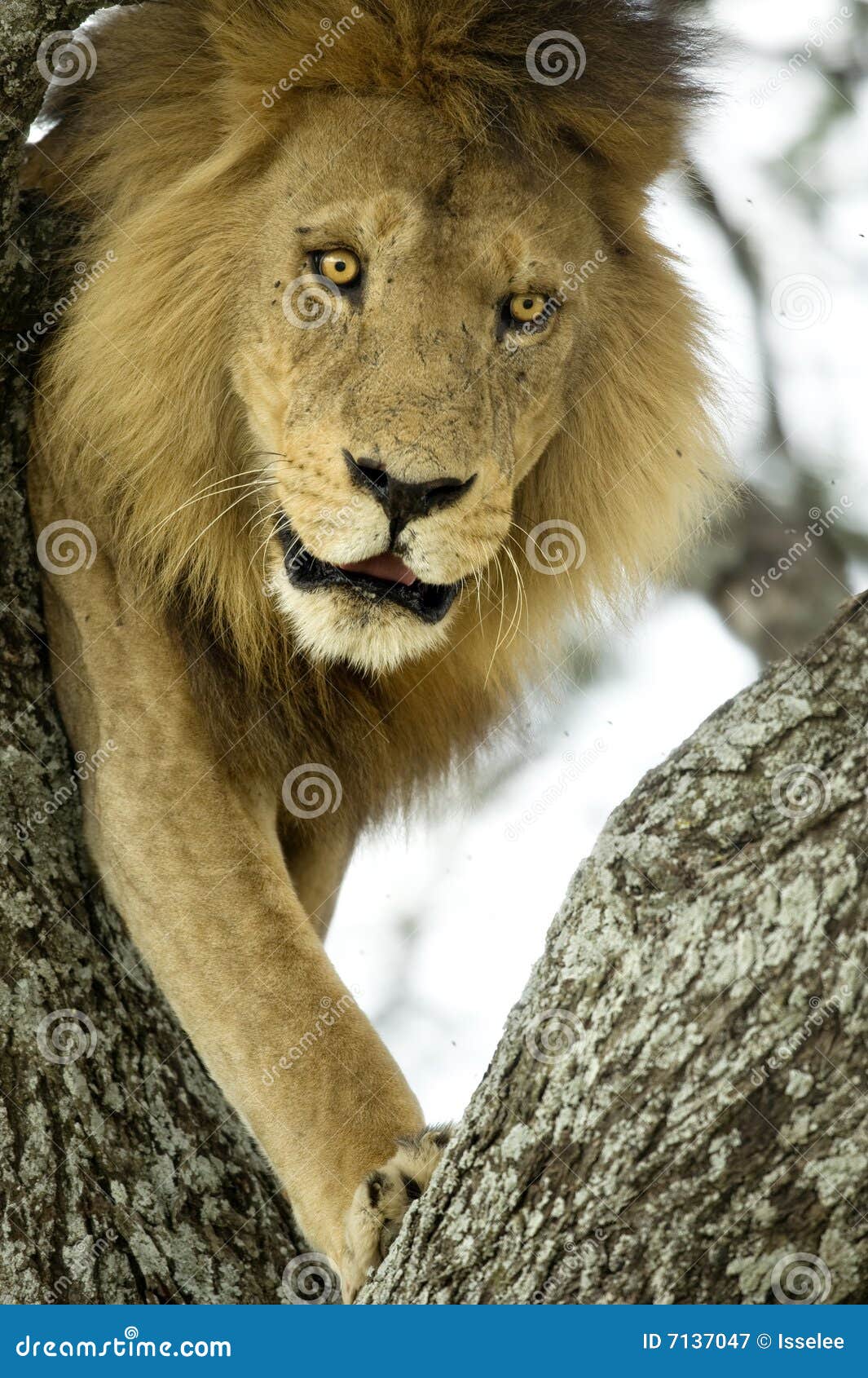 Lion on a tree stock image. Image of herd, africa, fauna - 7137047