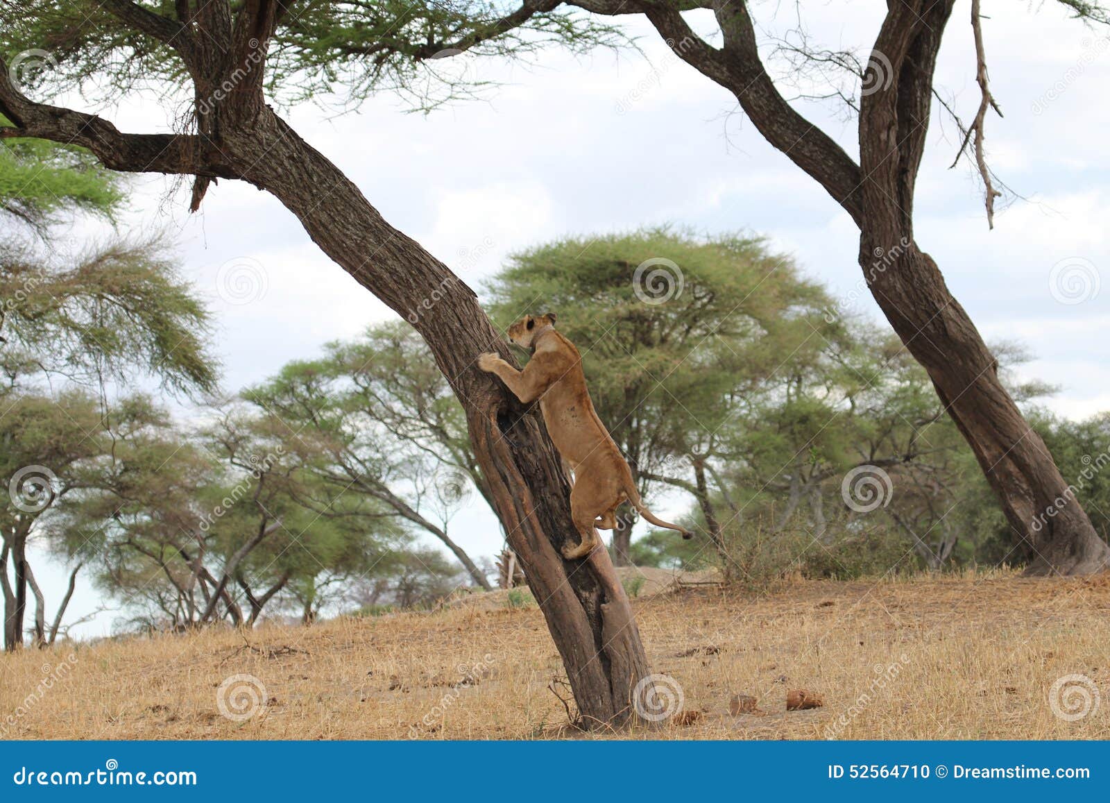 Lion on tree stock photo. Image of feline, face, branch - 52564710