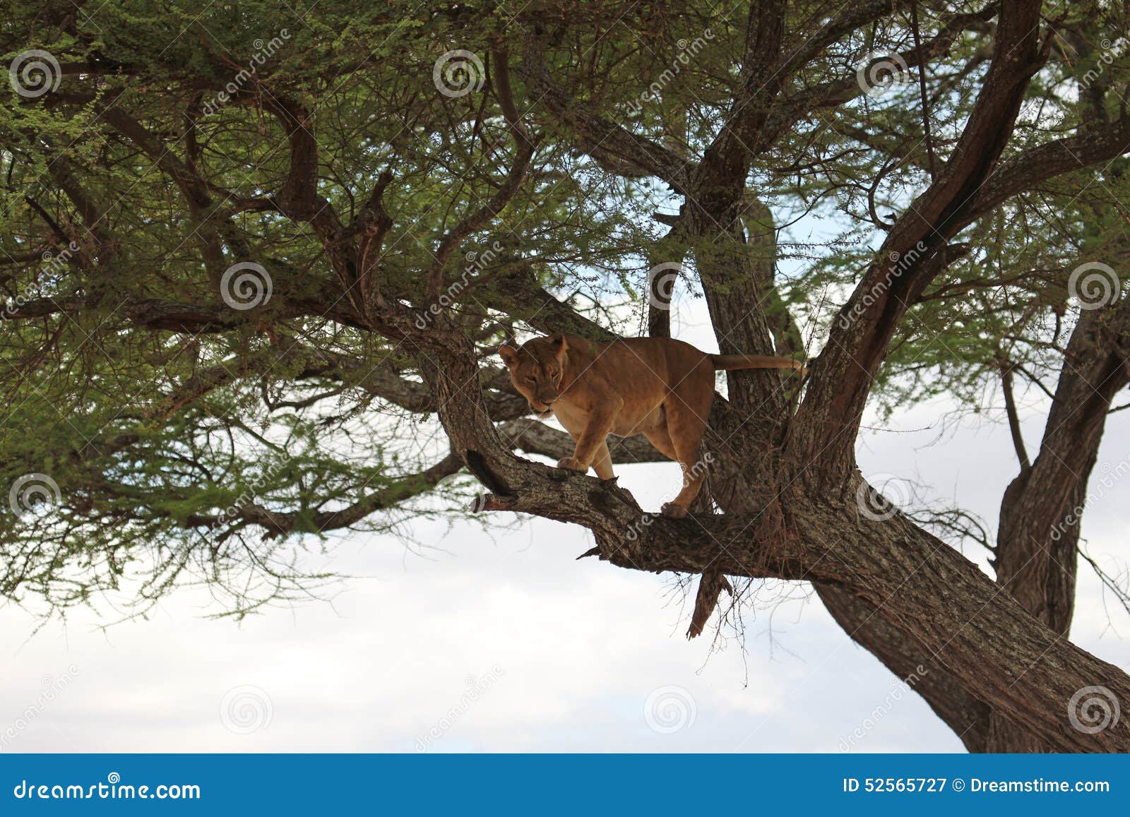 Lion on tree stock image. Image of life, face, predator - 52565727
