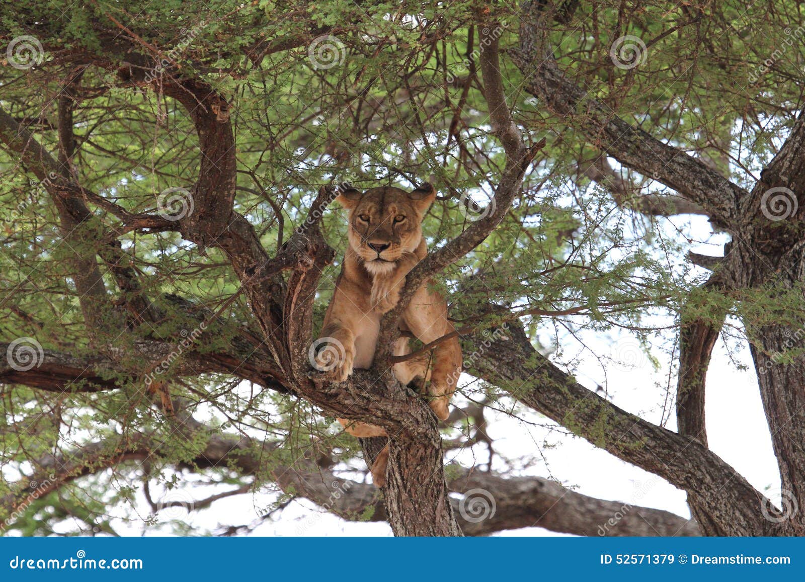 Lion On Tree Stock Image | CartoonDealer.com #52565323