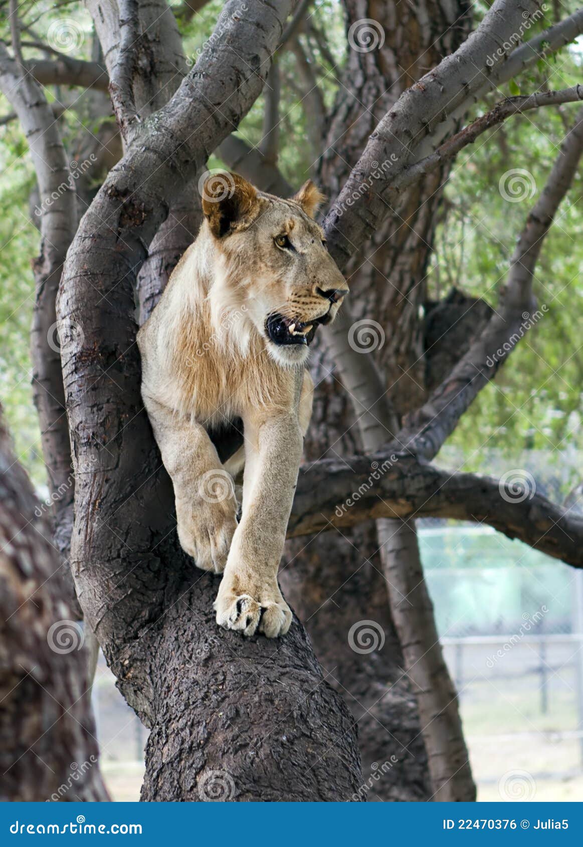 Lion on a tree branch stock photo. Image of tree, animal - 22470376