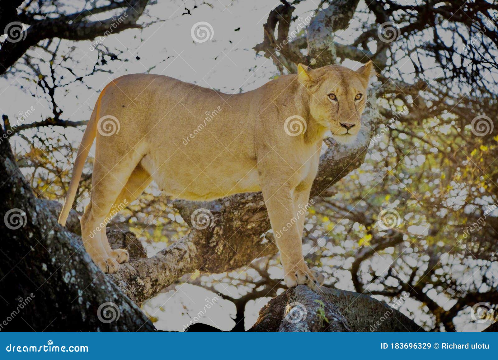 Lion On Tree Stock Photo | CartoonDealer.com #52568904