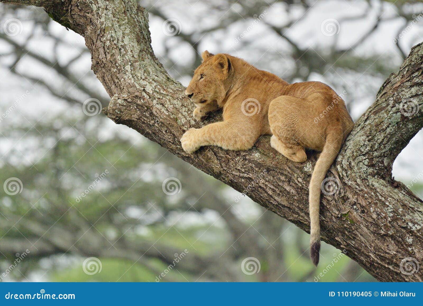 Lion on tree stock image. Image of alone, home, details - 110190405