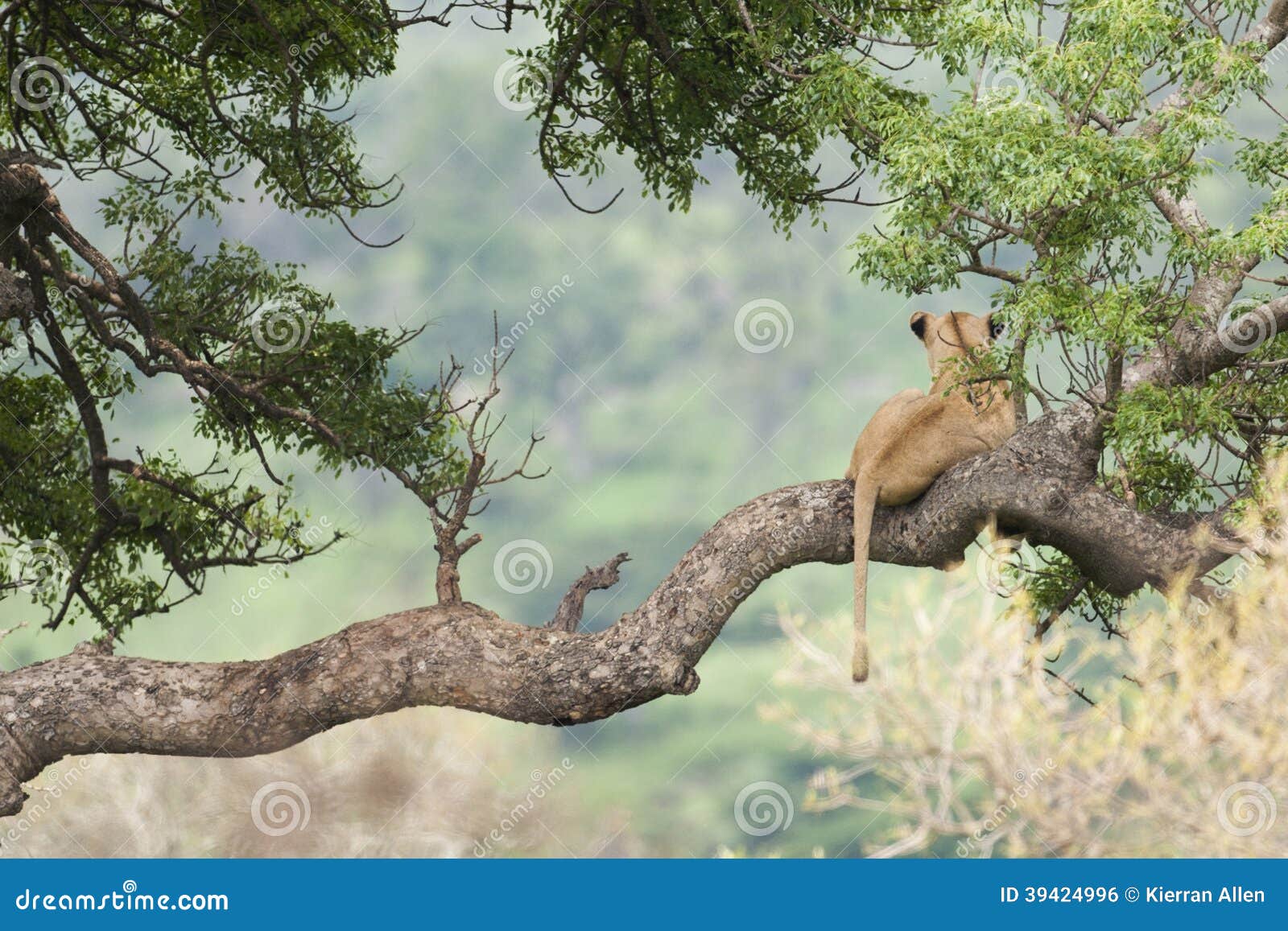 Lion in Tree South Africa stock photo. Image of wildlife - 39424996