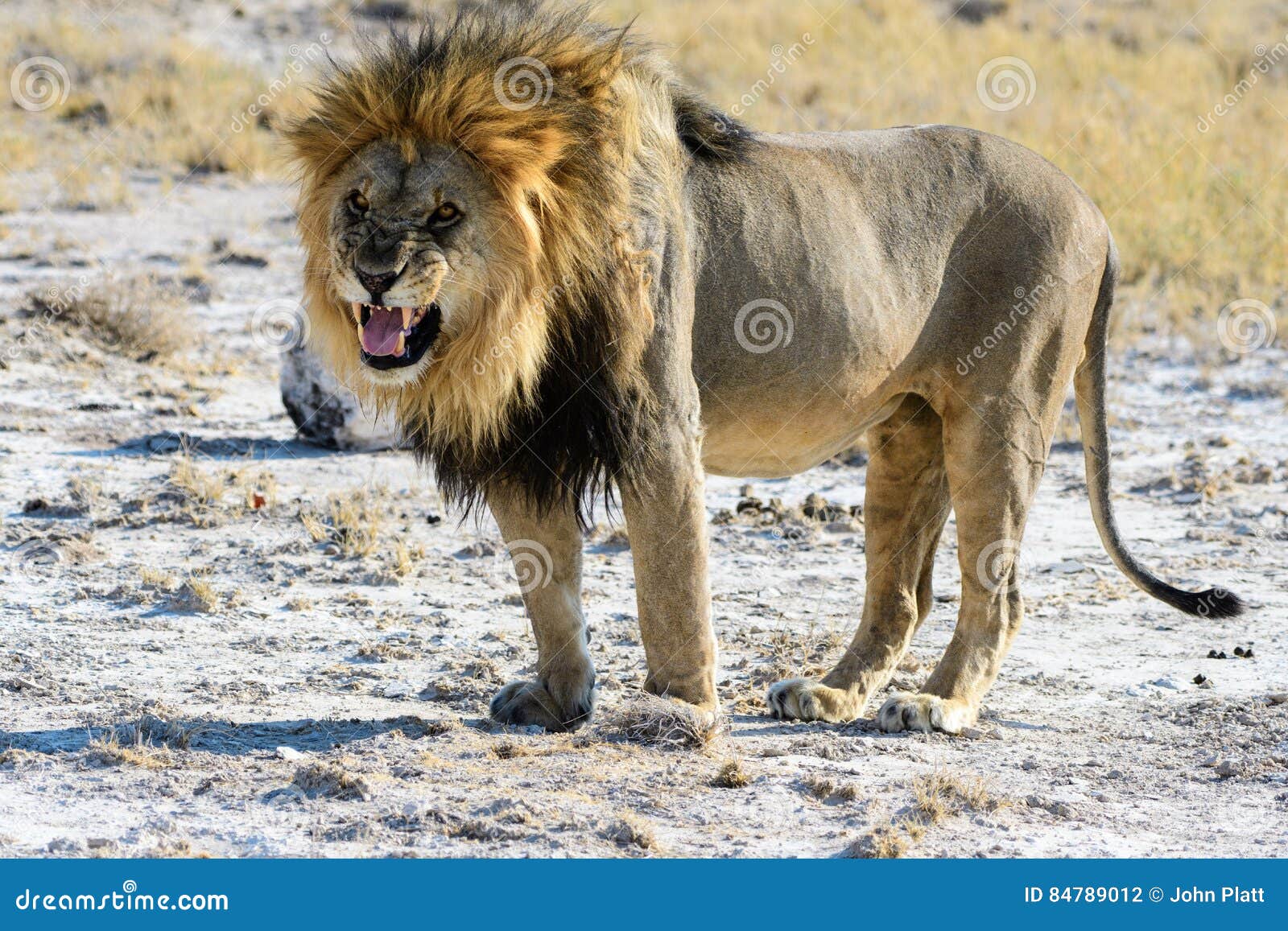Lion trying to intimidate stock photo. Image of safari - 84789012