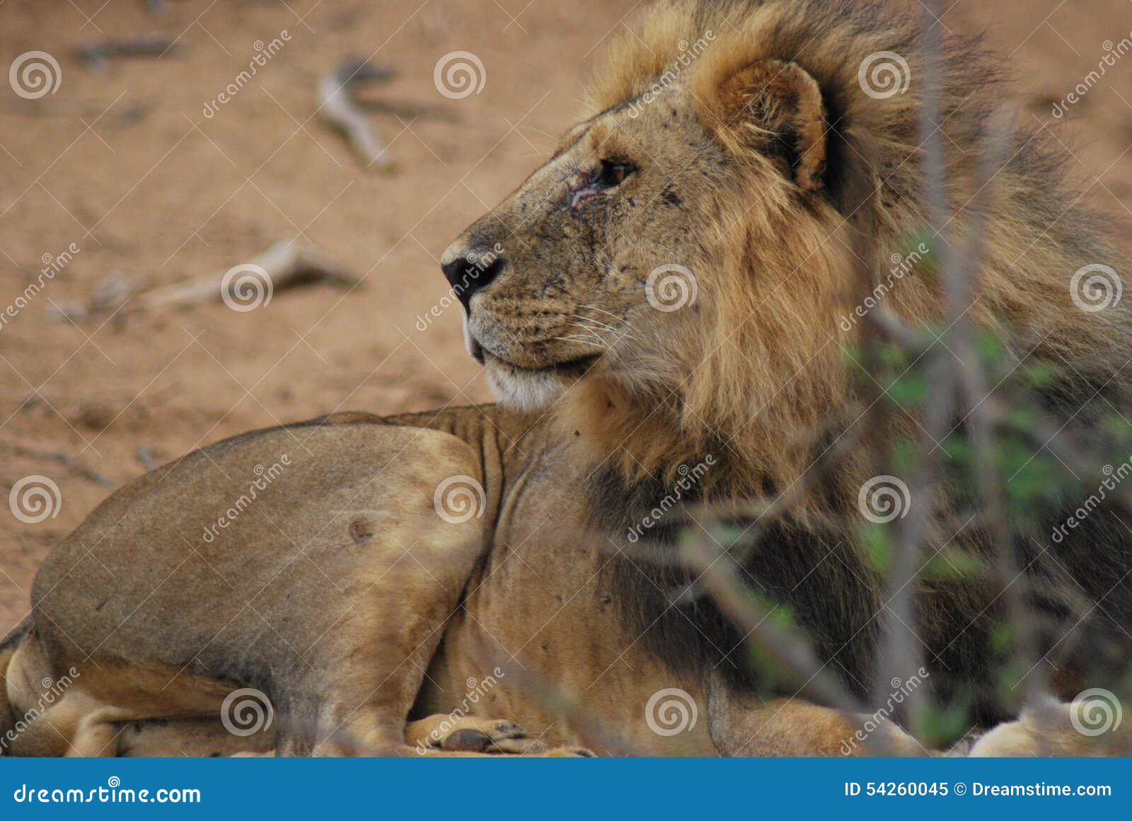 Lion stock image. Image of lion, lioness, natural, 2014n - 54260045