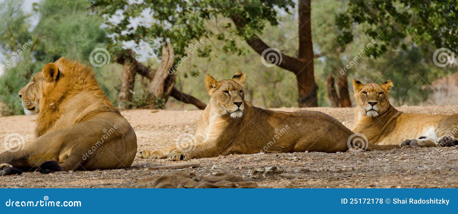 Lion and two lioness stock photo. Image of israel, jungle - 25172178