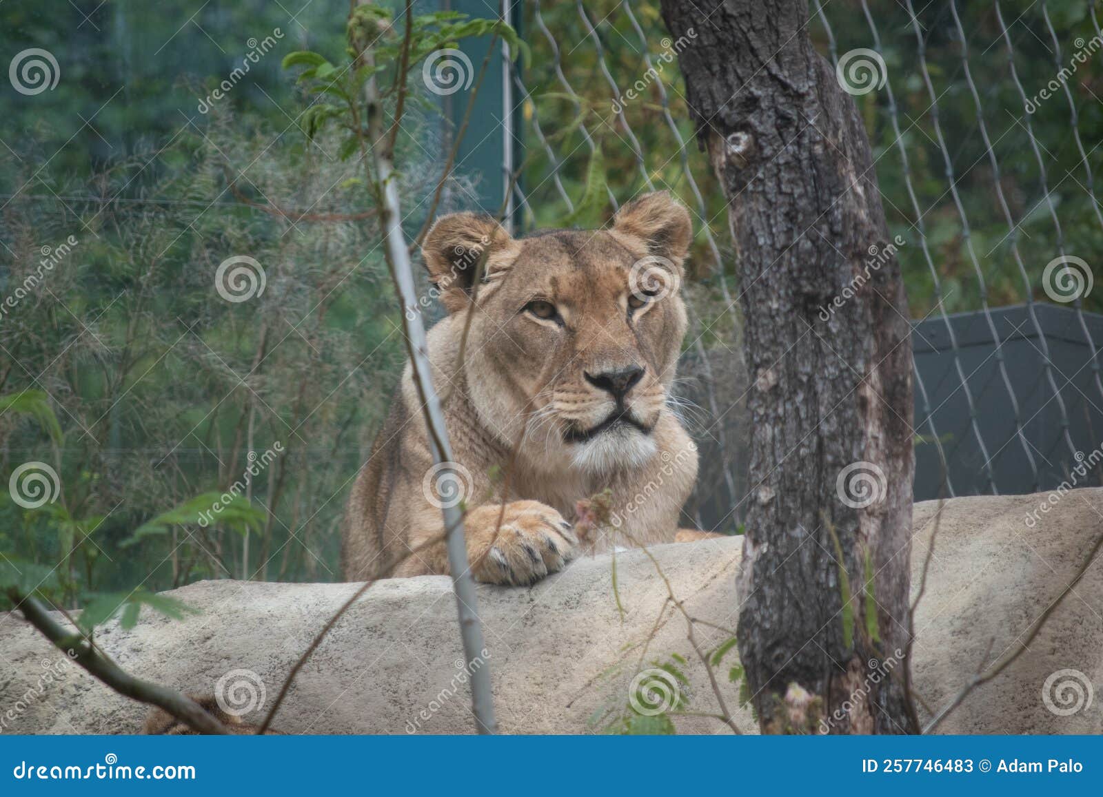 Lion in the Vienna Zoo Austria Stock Image - Image of kingdom, fauna ...