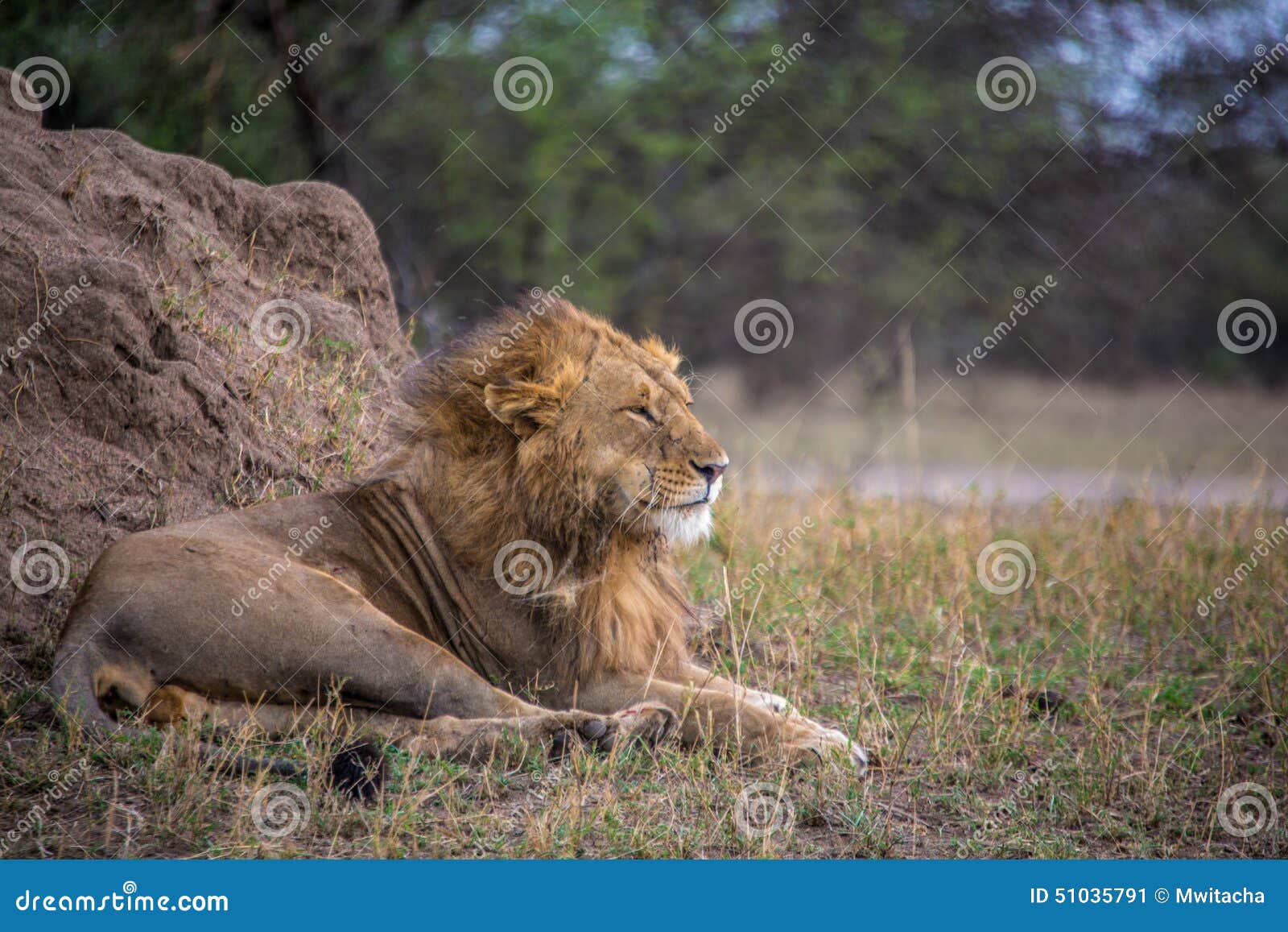 Lion visionnaire image stock. Image of tanzanie, masculin - 51035791