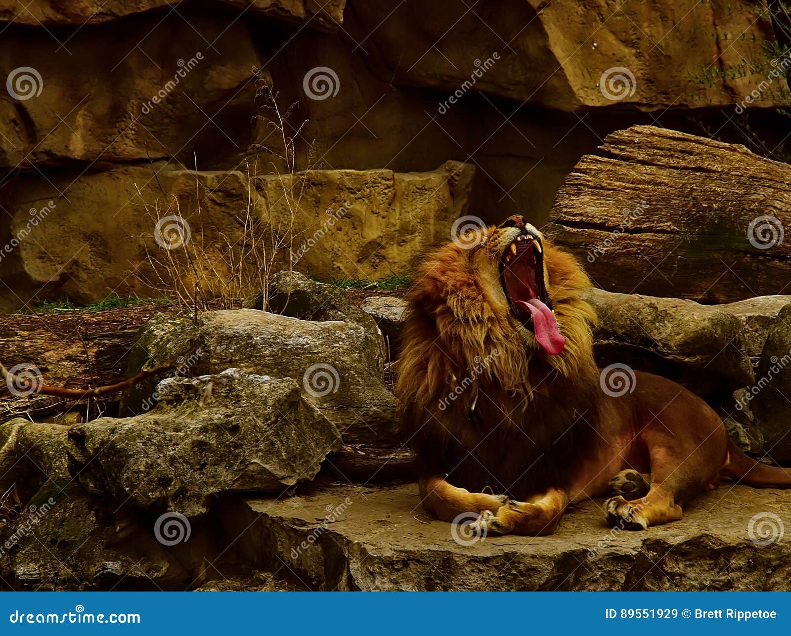 Lion Waking image stock. Image du sunrise, bâillement - 89551929