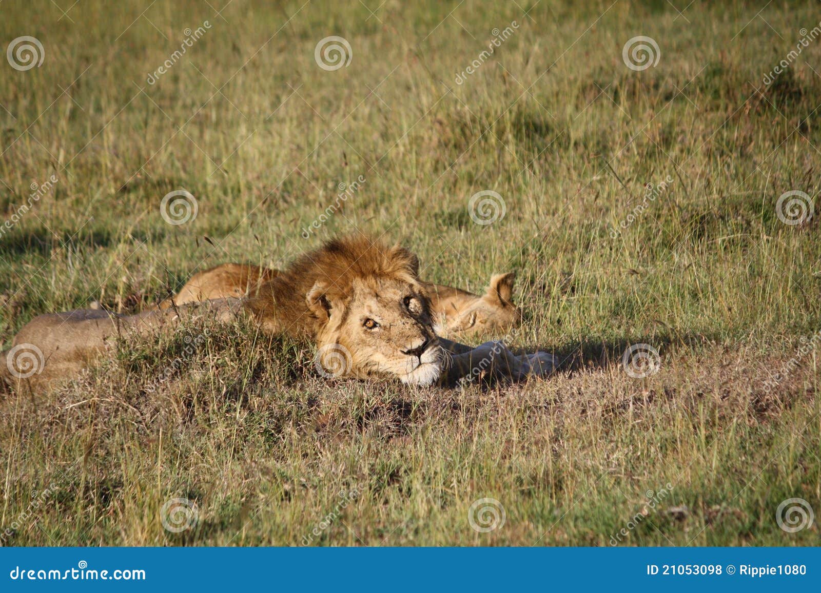 Lion waking up stock photo. Image of kenya, game, drive - 21053098