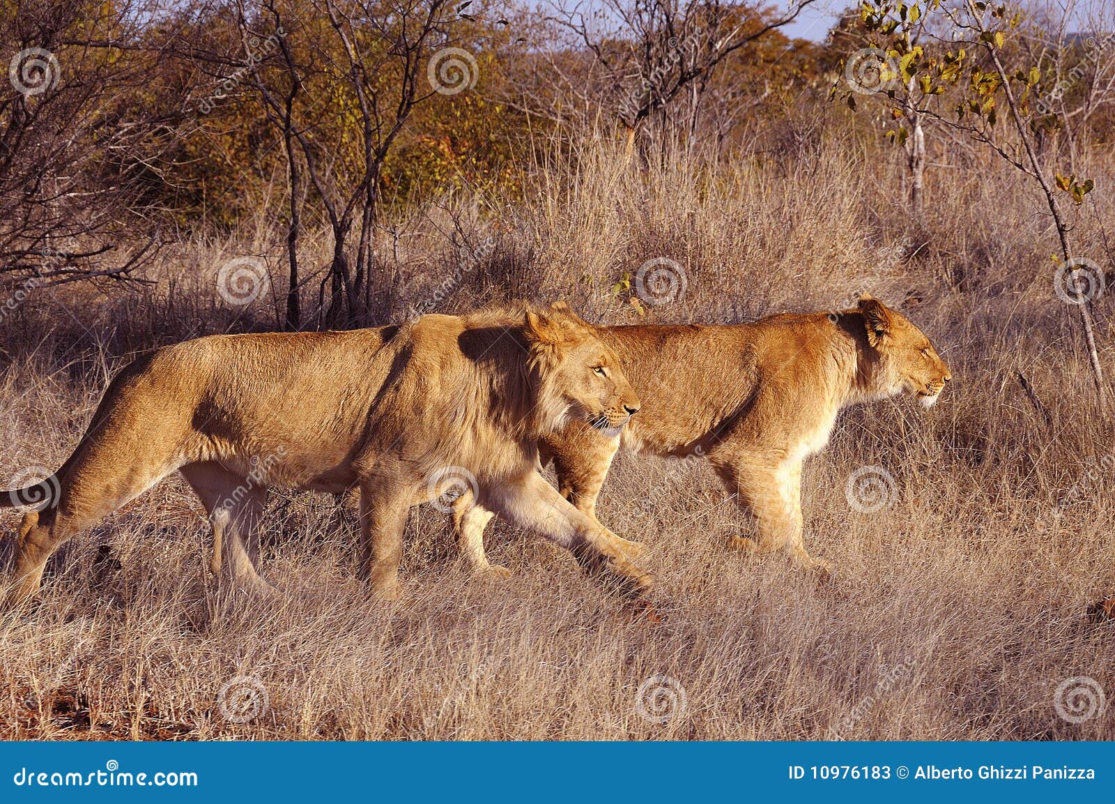 Lion walk stock image. Image of roaring, danger, howling - 10976183