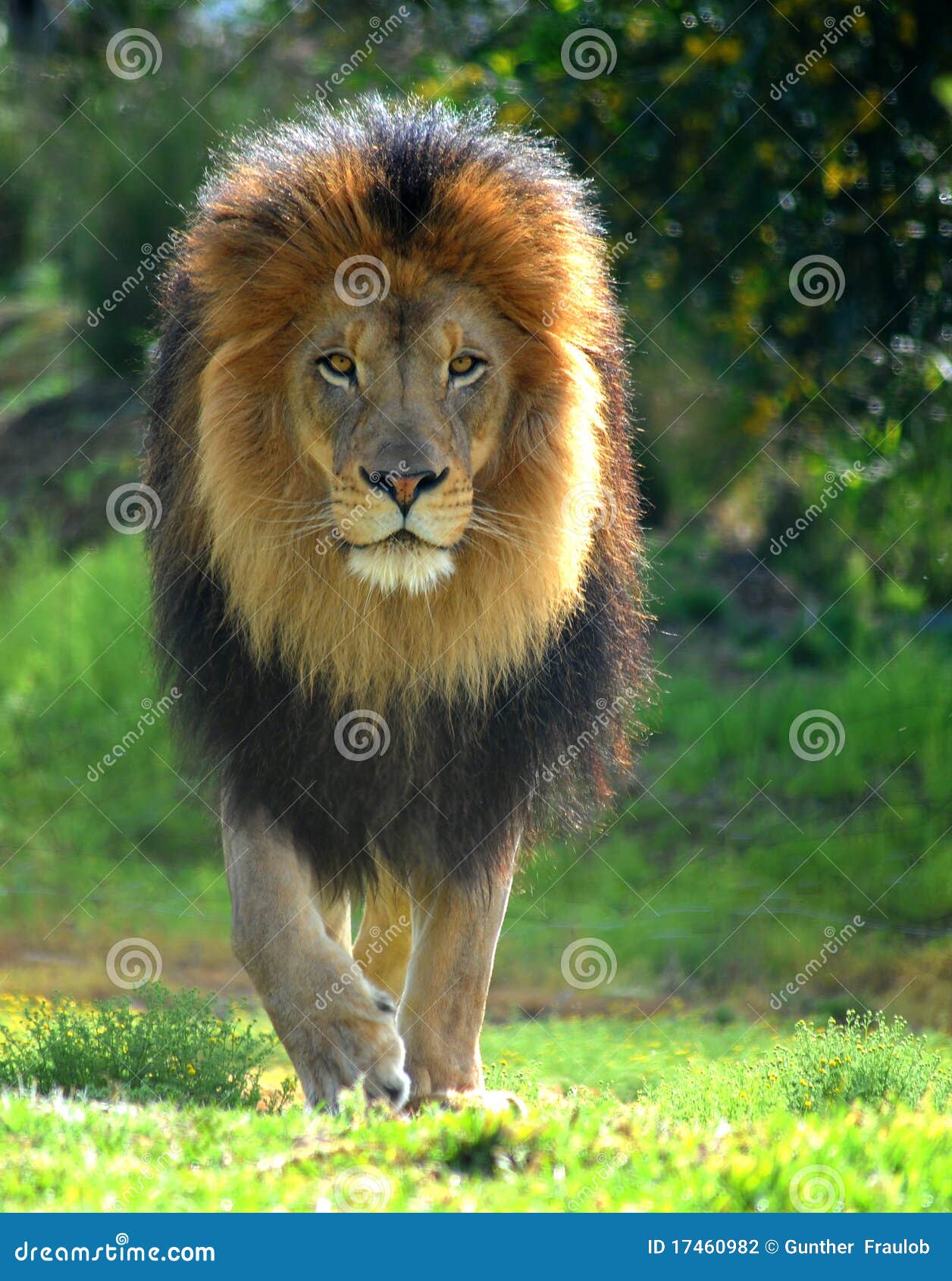 Lion Walk Stock Photography - Image: 17460982