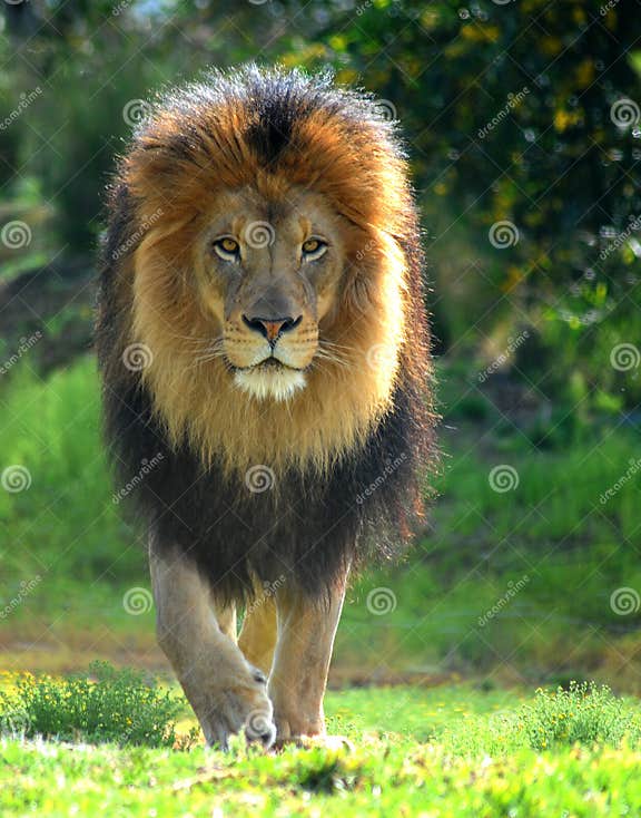Lion Walk stock photo. Image of african, claws, malelion - 17460982