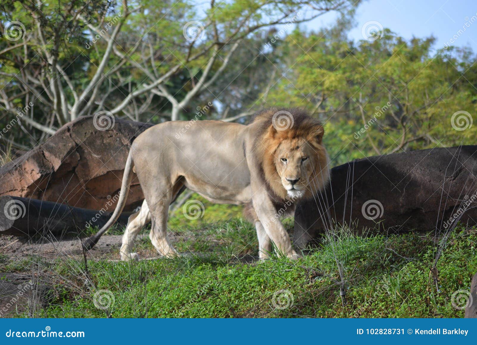 Lion Walking stockbild. Bild von löwe, wildnis, disney - 102828731
