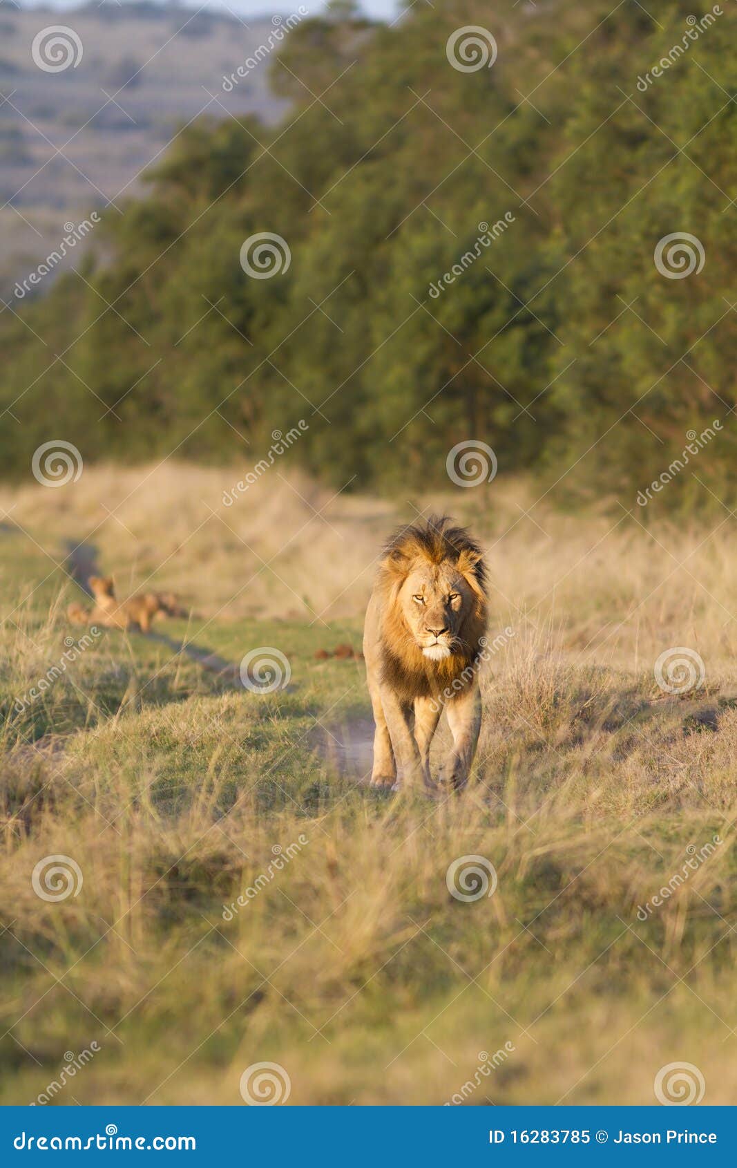 Lion walking stock image. Image of hunter, male, animal - 16283785
