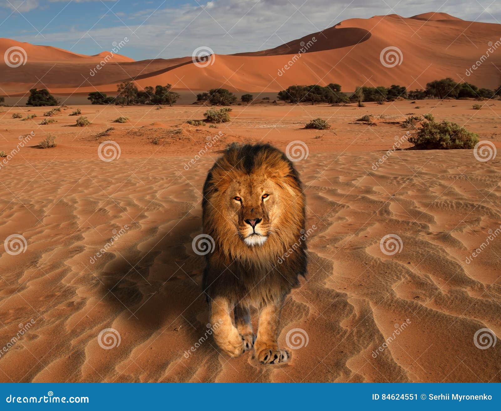 Lion Walking on the Desert at Sunset Great King of the Anima Stock ...
