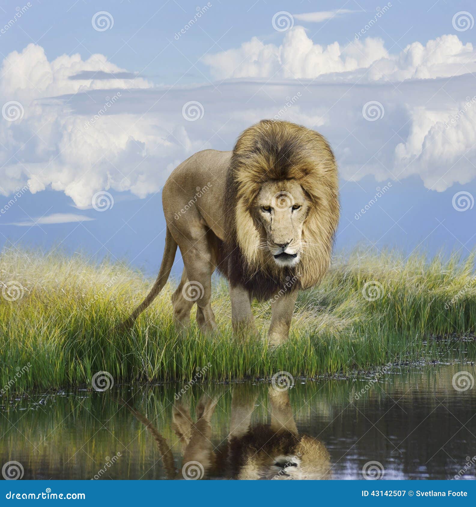 Lion stock image. Image of pond, brown, nature, large - 43142507