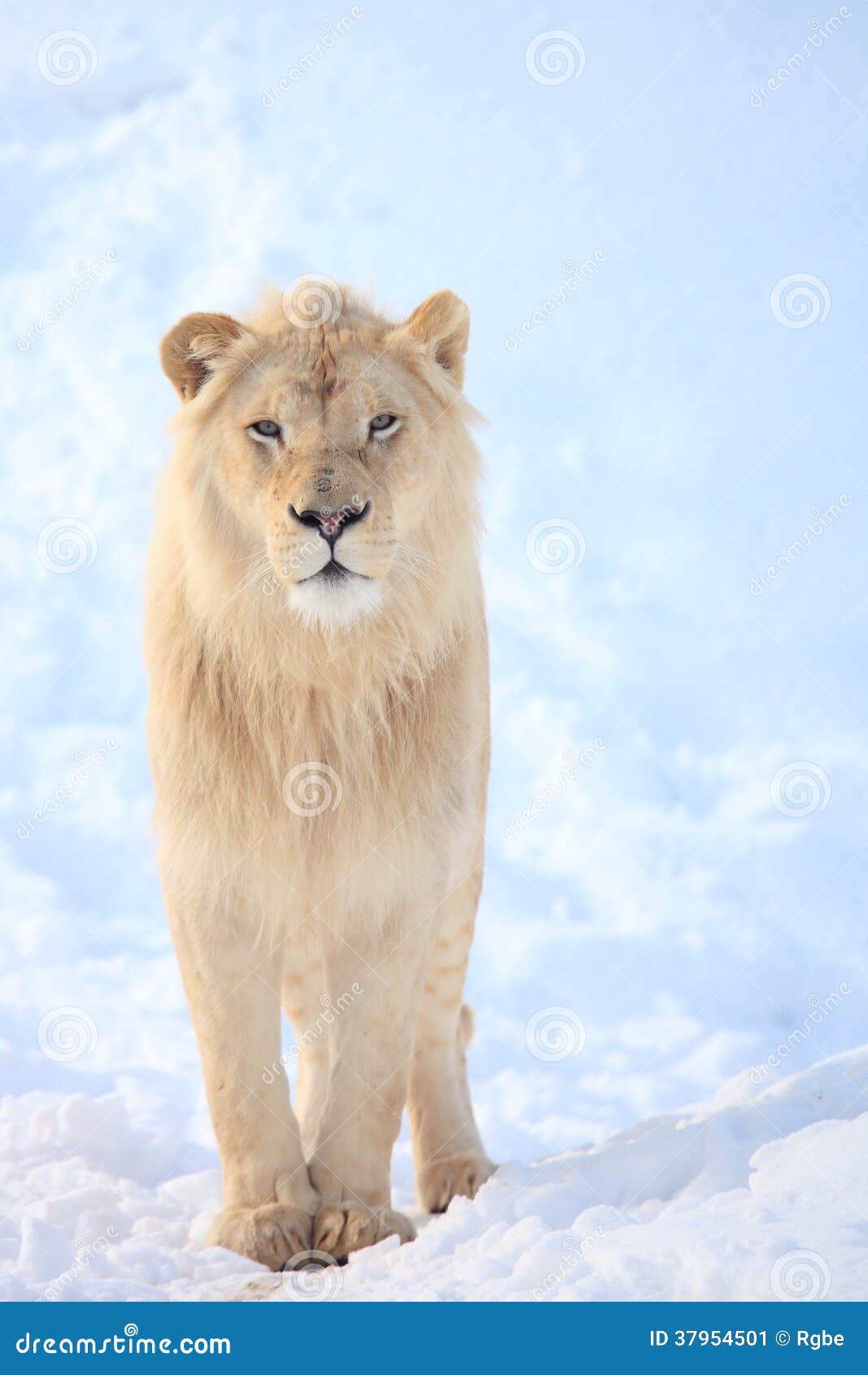 Lion stock image. Image of walk, winter, nature, animal - 37954501