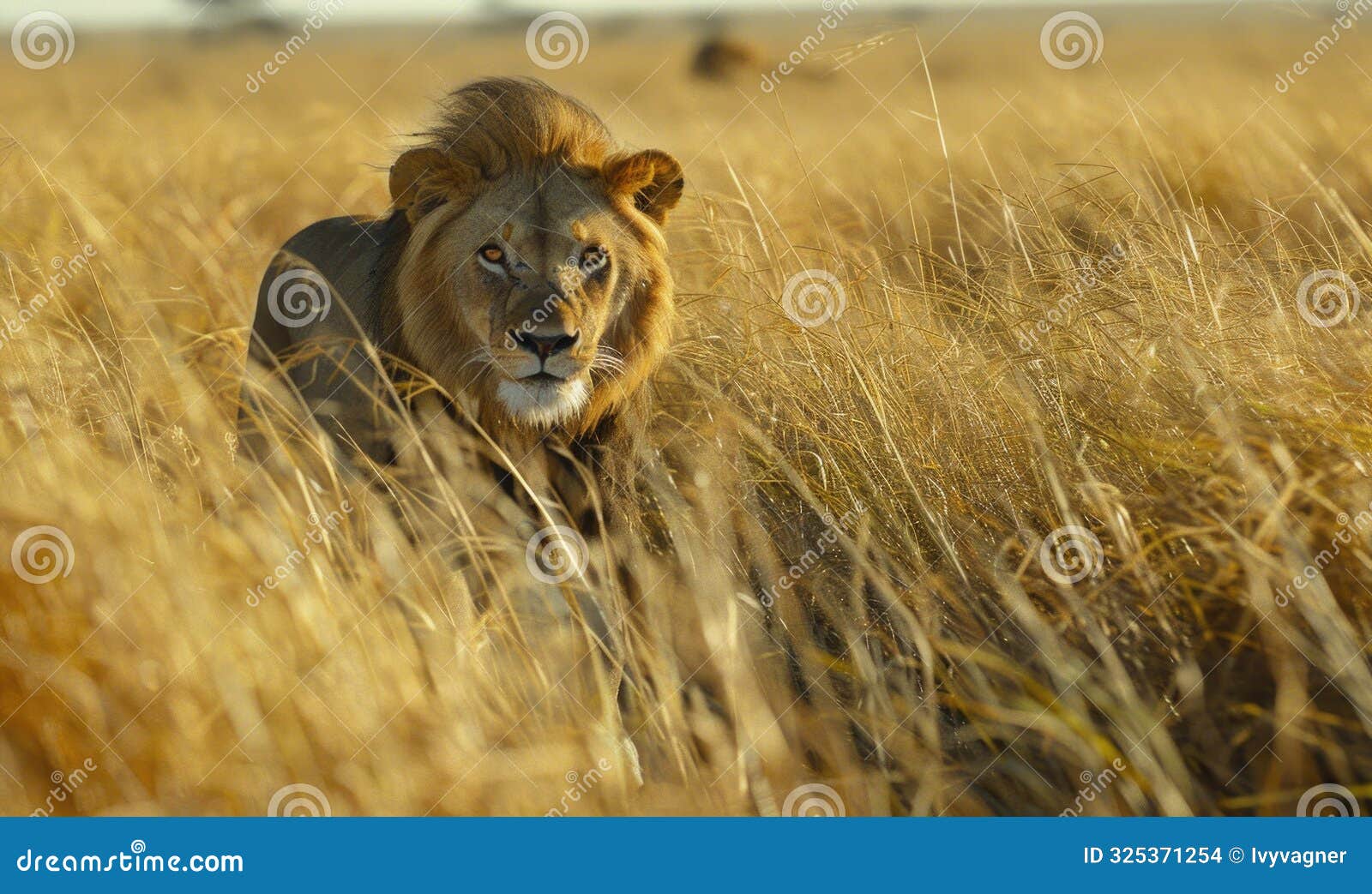 Lion Walking through Tall Grass, Savannah Landscape Stock Photo - Image ...