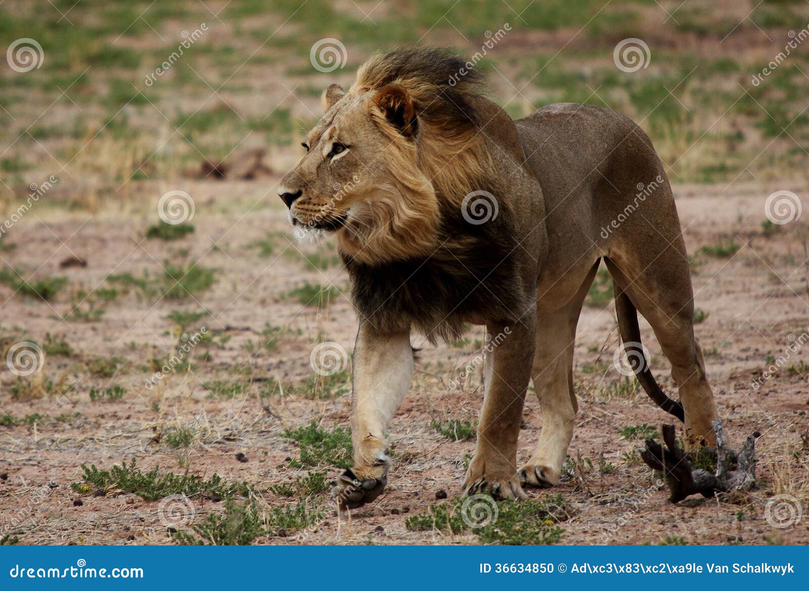 Lion Walking with Wind through Mane Stock Photo - Image of animal ...