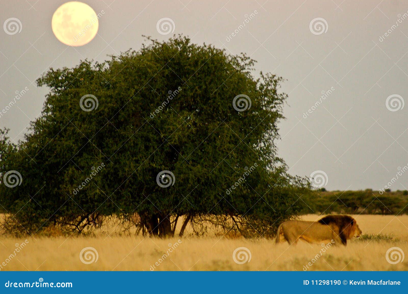Lion Walks in Front of Full Moon Stock Photo - Image of kalahari ...