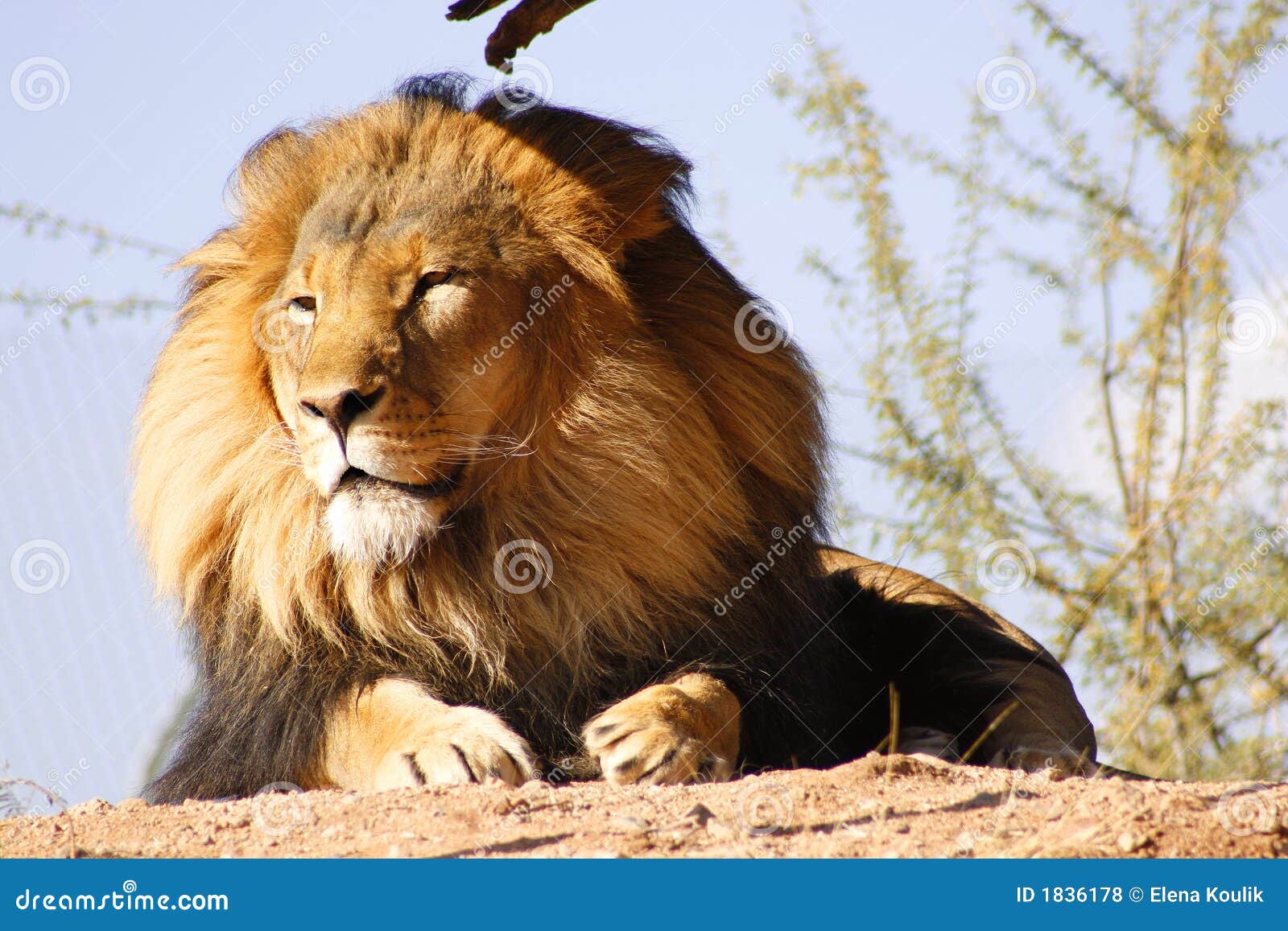 Lion on warm sand. stock photo. Image of outdoor, stare - 1836178