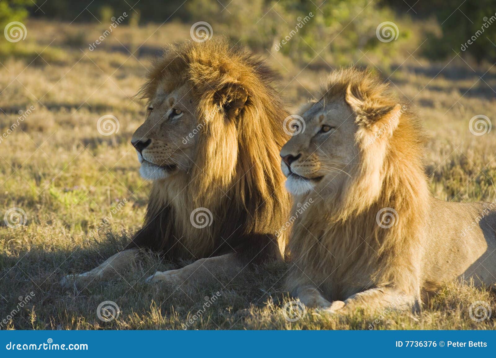 Lion Watch stock photo. Image of sunny, south, savannah - 7736376