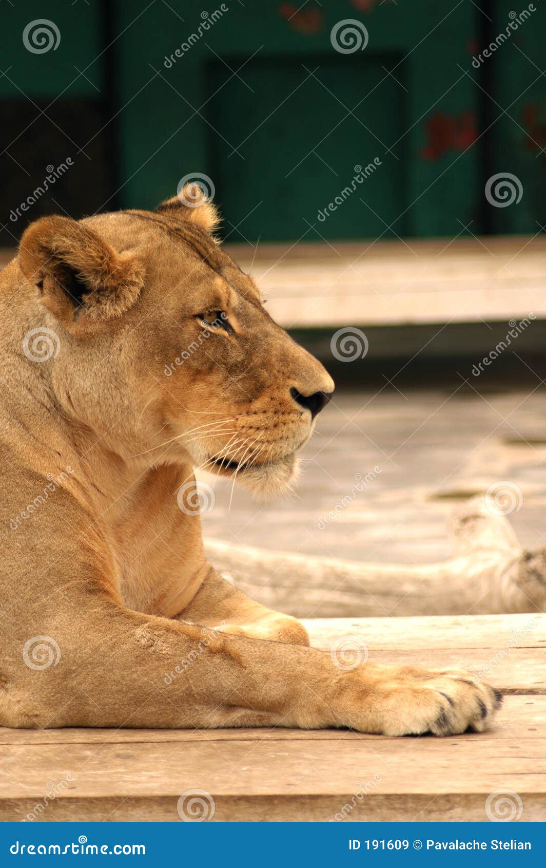 Lion watchful stock image. Image of powerful, ferocious - 191609