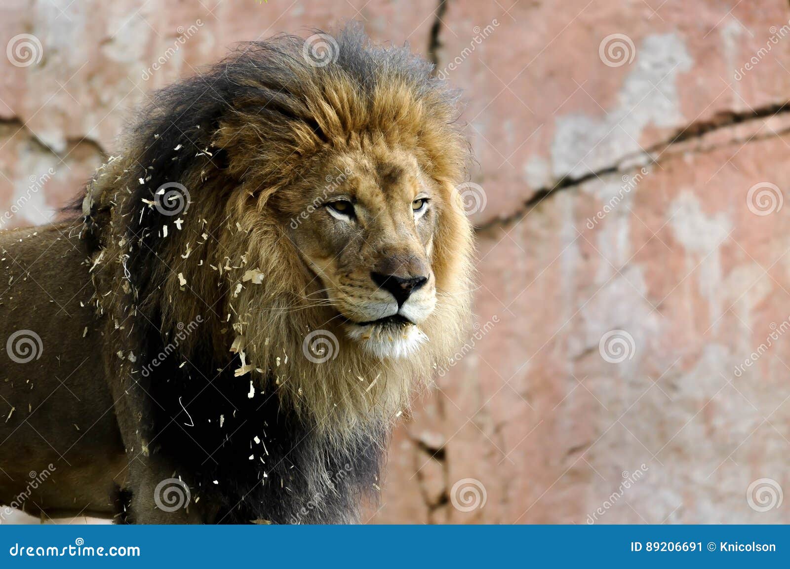 Lion stock image. Image of wildlife, teeth, claws, mammals - 89206691