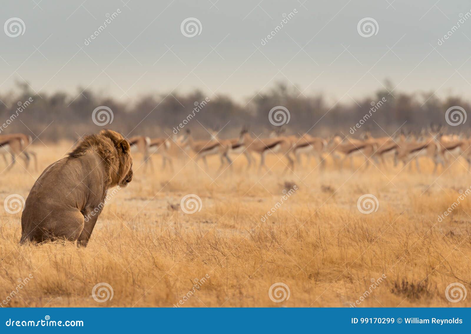 Lion Watching stock image. Image of namibia, game, kruger - 99170299