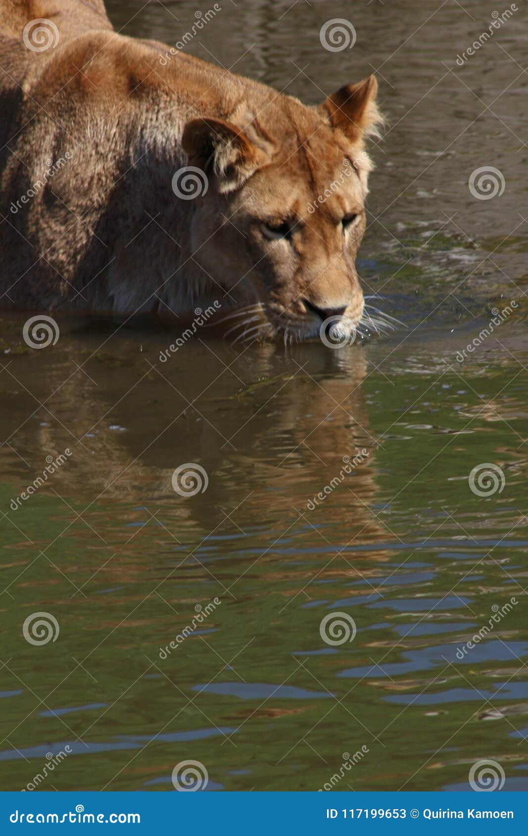 Lion in the water stock image. Image of nature, lion - 117199653