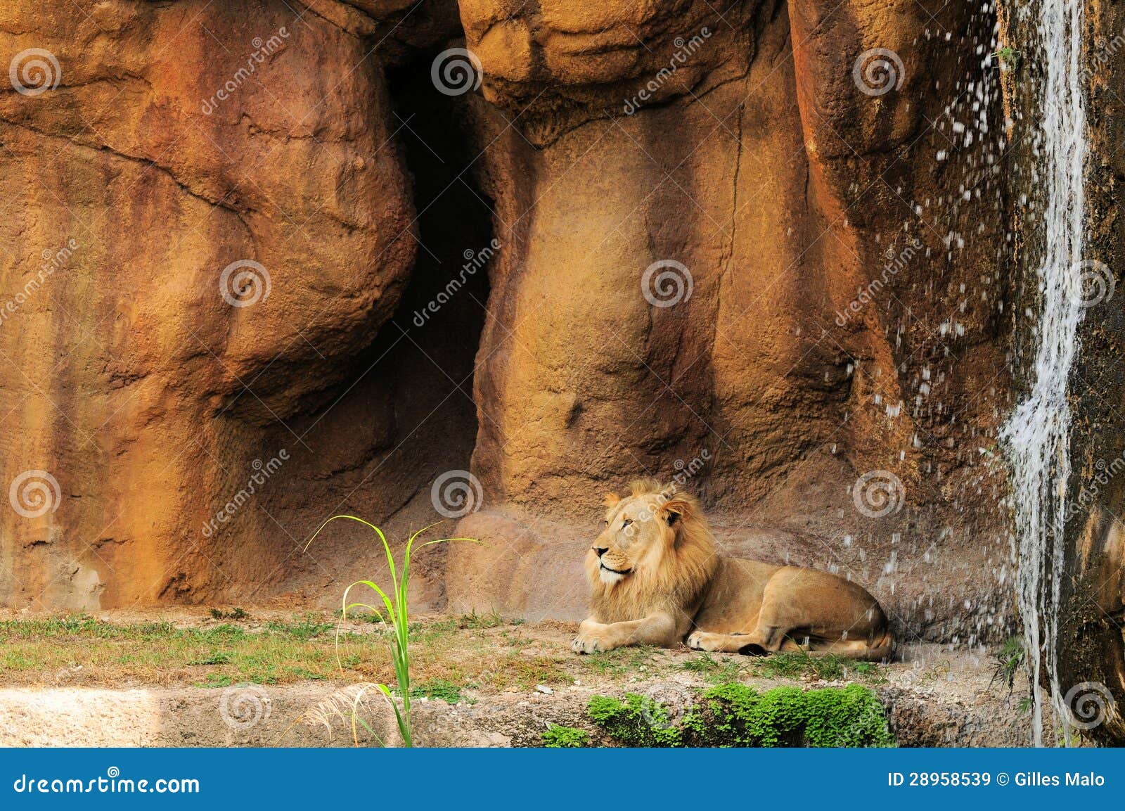 Lion by waterfall stock image. Image of beast, majestic - 28958539