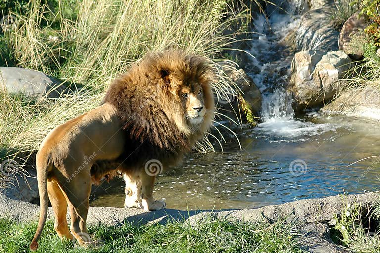 Lion with waterfall stock photo. Image of water, mammal - 299952