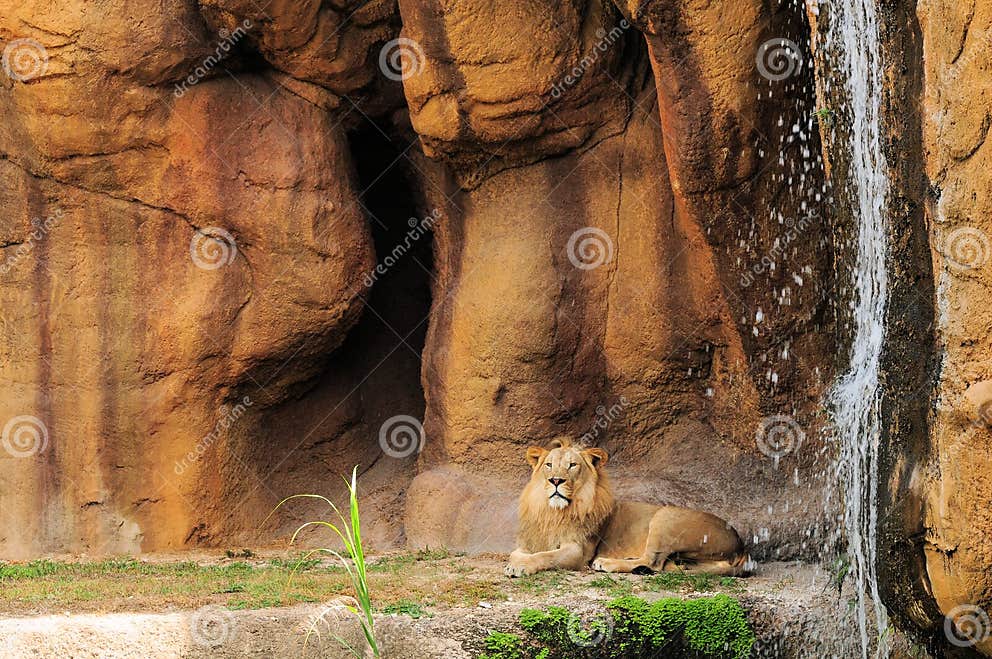 Lion and Waterfall (Horizontal) Stock Image - Image of paws, mammals ...